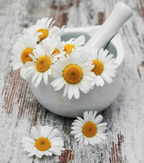 Flowers in Medicine | Once Upon a Thyme